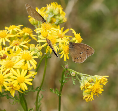Ocelles Bilder – Durchsuchen 341 Archivfotos, Vektorgrafiken und Videos ...