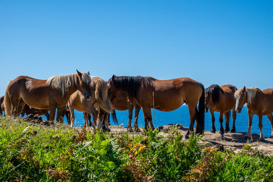 Chevalin Bilder – Durchsuchen 6,642 Archivfotos, Vektorgrafiken und ...