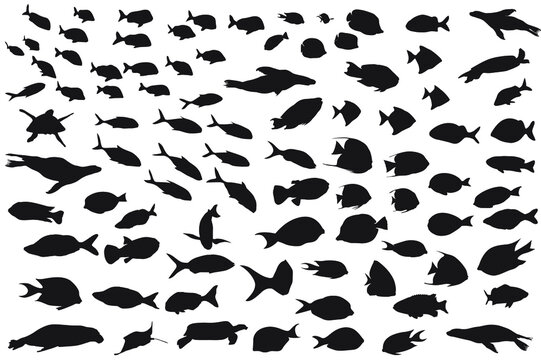 "Fish Silhouette" Images – Browse 1,056 Stock Photos, Vectors, and ...