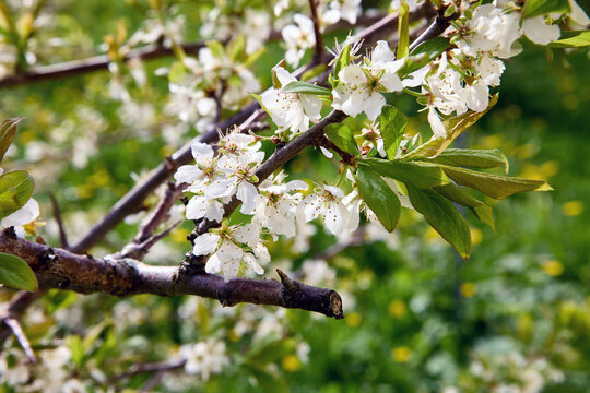 "Thorn Bush" Images – Browse 1,354 Stock Photos, Vectors, and Video ...