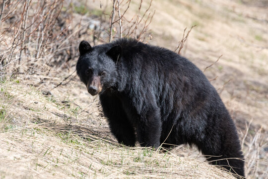 Bear Eating Images Browse 109 Stock Photos Vectors And Video