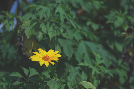 "False Sunflower" Bilder – Durchsuchen 994 Archivfotos, Vektorgrafiken ...