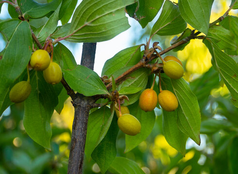 「Dogberry-Tree」の画像 - 254 件の Stock 写真、ベクターおよびビデオ | Adobe Stock