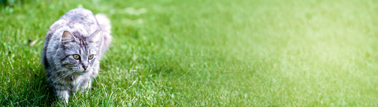 รูปภาพMei-Kun – เลือกดูภาพถ่ายสต็อก เวกเตอร์ และวิดีโอ72 | Adobe Stock