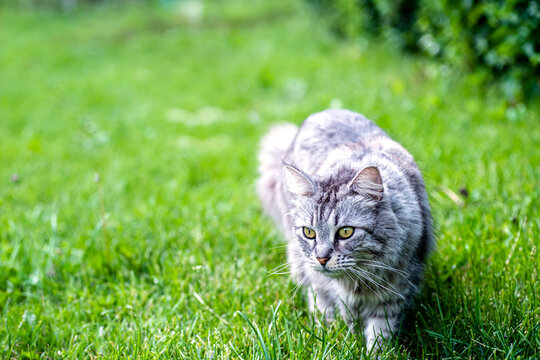 รูปภาพMei-Kun – เลือกดูภาพถ่ายสต็อก เวกเตอร์ และวิดีโอ72 | Adobe Stock