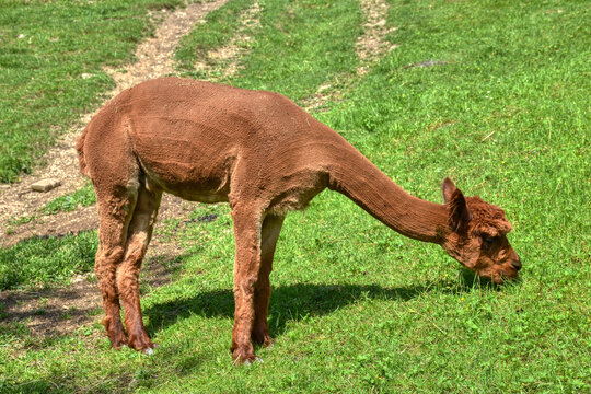 「Fluchttier」の画像 - 864 件の Stock 写真、ベクターおよびビデオ | Adobe Stock