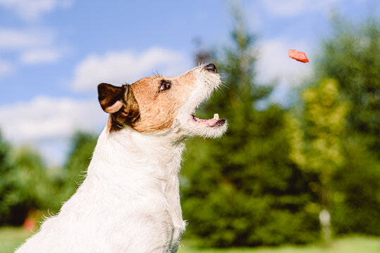 Dog Catching Treat Images – Browse 1,338 Stock Photos, Vectors, and ...