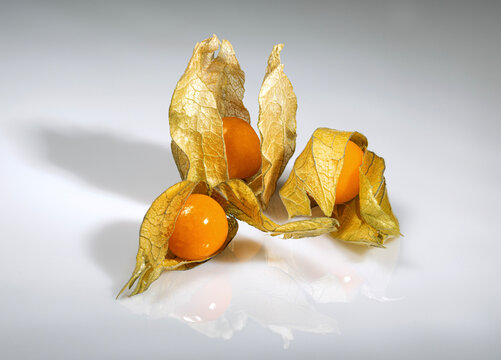 Judenkirsche Bilder – Durchsuchen 38,265 Archivfotos, Vektorgrafiken ...