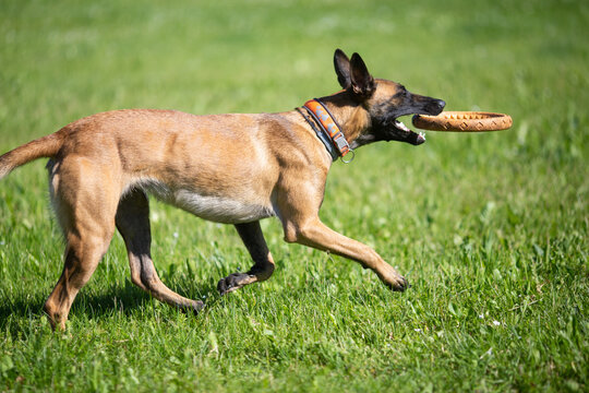 「Malinua」の画像 - 158 件の Stock 写真、ベクターおよびビデオ | Adobe Stock