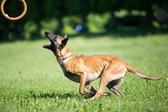 「Malinua」の画像 - 158 件の Stock 写真、ベクターおよびビデオ | Adobe Stock