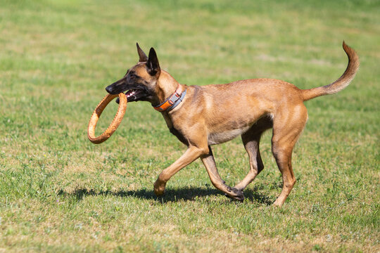 Malinua Bilder – Durchsuchen 165 Archivfotos, Vektorgrafiken und Videos ...