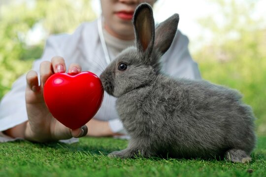 Stallhase Bilder – Durchsuchen 6,564 Archivfotos, Vektorgrafiken und ...