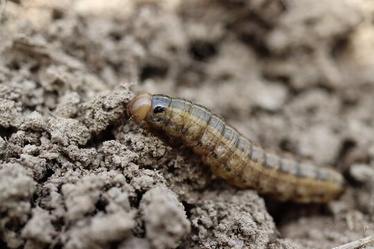 รูปภาพCutworm – เลือกดูภาพถ่ายสต็อก เวกเตอร์ และวิดีโอ1,523 | Adobe Stock