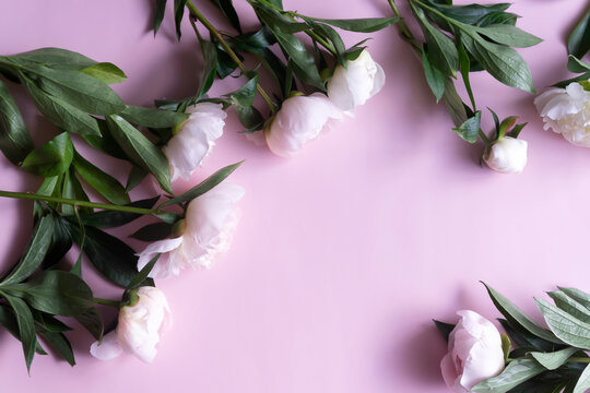 Pion Bilder – Durchsuchen 19,365 Archivfotos, Vektorgrafiken und Videos ...