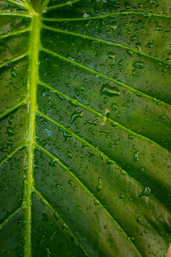 Macabo Images – Parcourir 652 le catalogue de photos, vecteurs et ...