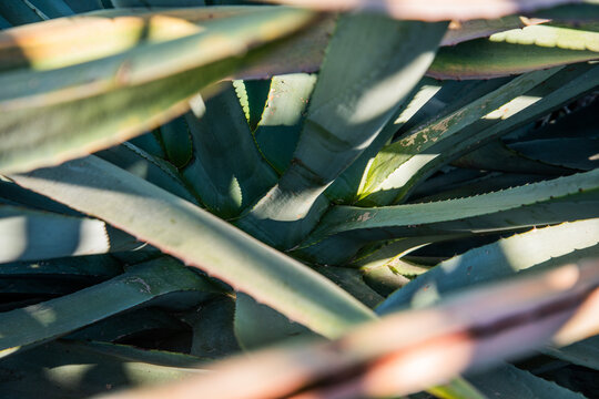 Agavoideae 影像 – 瀏覽 2,787 個素材庫相片、向量圖和影片 | Adobe Stock