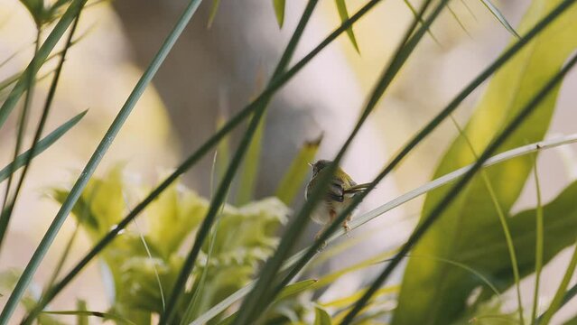 Obrázky Orthotomus – procházejte fotografie, vektory a videa 315 | Adobe Stock