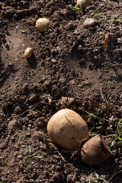 รูปภาพCosecha – เลือกดูภาพถ่ายสต็อก เวกเตอร์ และวิดีโอ29,234 | Adobe Stock