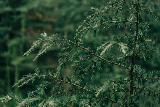 Jibhi Bilder – Durchsuchen 1,497 Archivfotos, Vektorgrafiken und Videos ...