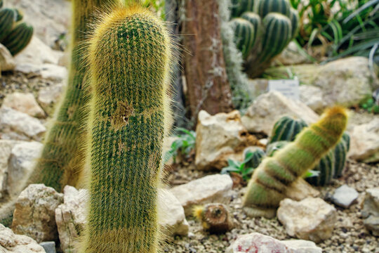 รูปภาพDorn – เลือกดูภาพถ่ายสต็อก เวกเตอร์ และวิดีโอ18,147 | Adobe Stock