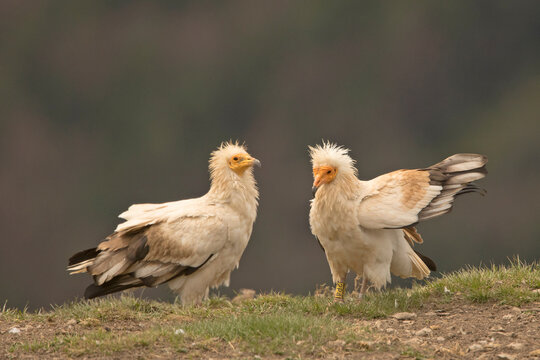 Aasgeier Bilder – Durchsuchen 5,909 Archivfotos, Vektorgrafiken und ...