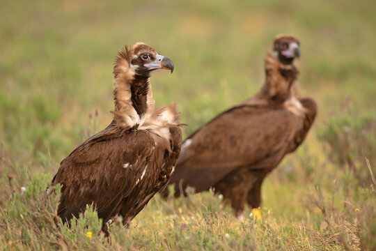 Aasgeier Bilder – Durchsuchen 5,909 Archivfotos, Vektorgrafiken und ...