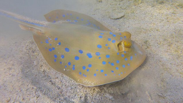 รูปภาพWhipray – เลือกดูภาพถ่ายสต็อก เวกเตอร์ และวิดีโอ29,332 | Adobe Stock