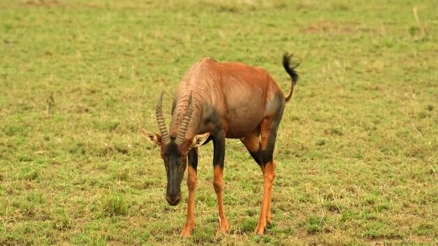 "Topi Antelope" Images – Browse 300 Stock Photos, Vectors, and Video ...