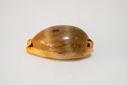 Cauris Images – Browse 44 Stock Photos, Vectors, and Video | Adobe Stock