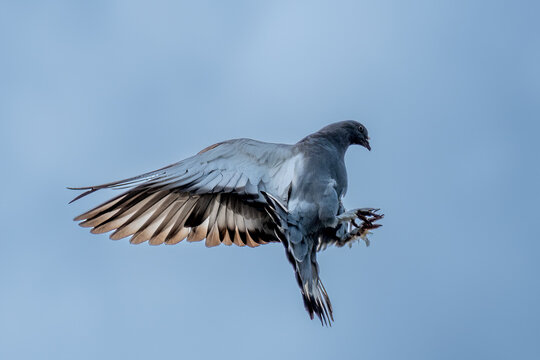 Takla Images – Browse 60 Stock Photos, Vectors, and Video | Adobe Stock