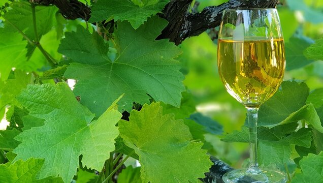 Grapevine Images – Browse 1,308,146 Stock Photos, Vectors, and Video ...