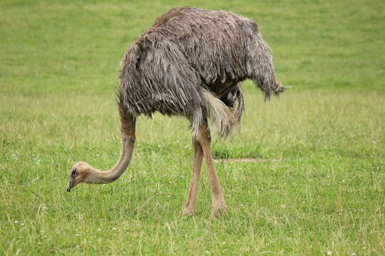 Avestruz 이미지 – 찾아보기 854 스톡 사진, 벡터 및 비디오 | Adobe Stock
