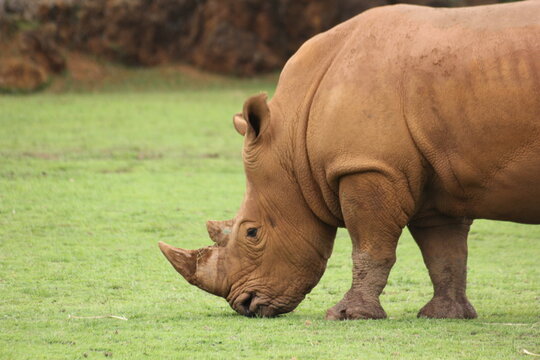 Rinocerontes Images – Browse 177 Stock Photos, Vectors, and Video ...