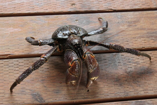 Giant Coconut Spider