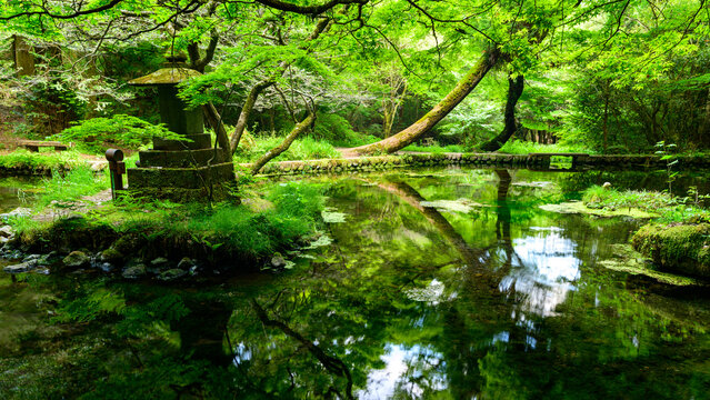 「Yamabuki」の画像 - 277 件の Stock 写真、ベクターおよびビデオ | Adobe Stock