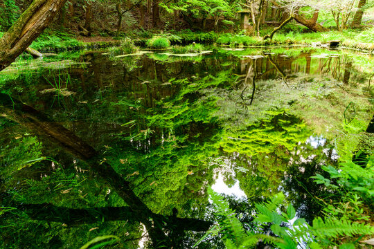 Yamabuki bilder – Bläddra bland 392 stockfoton, vektorer och videor ...