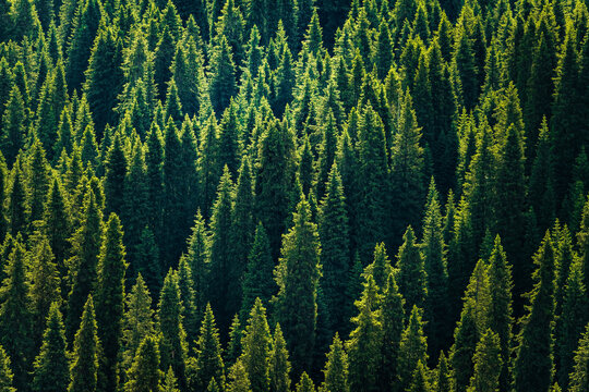 Free Forest Images – Browse 64,412 Free Stock Photos, Vectors, and ...