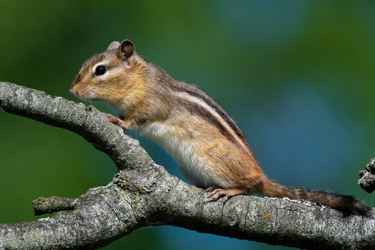 "Eastern Chipmunk" Images – Browse 2,413 Stock Photos, Vectors, and ...
