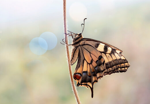 รูปภาพMotyl – เลือกดูภาพถ่ายสต็อก เวกเตอร์ และวิดีโอ8,153 | Adobe Stock