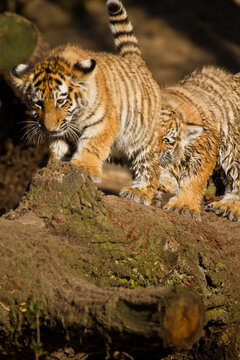 Imagens de Feliform – Explore Fotografias do Stock, Vetores e Vídeos de ...