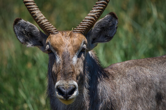 Waterbok Bilder – Durchsuchen 10,649 Archivfotos, Vektorgrafiken und ...