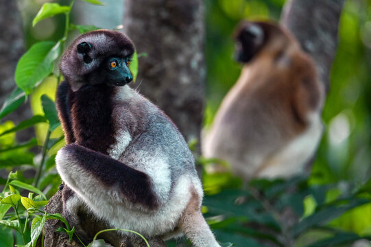 "Crowned Sifaka" Images – Browse 349 Stock Photos, Vectors, and Video ...
