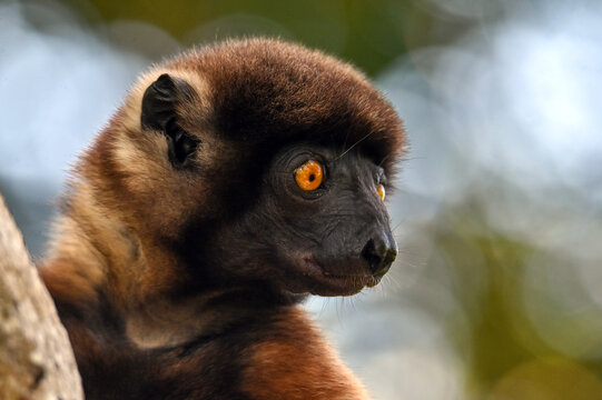 "Crowned Sifaka" Images – Browse 349 Stock Photos, Vectors, and Video ...