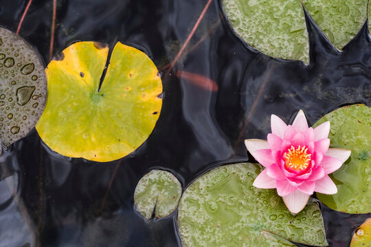 Nymphaeales Bilder – Durchsuchen 737 Archivfotos, Vektorgrafiken und ...