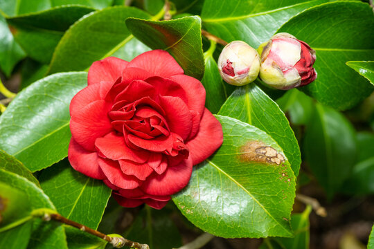 Common Camellia Images – Browse 1,049 Stock Photos, Vectors, and Video ...