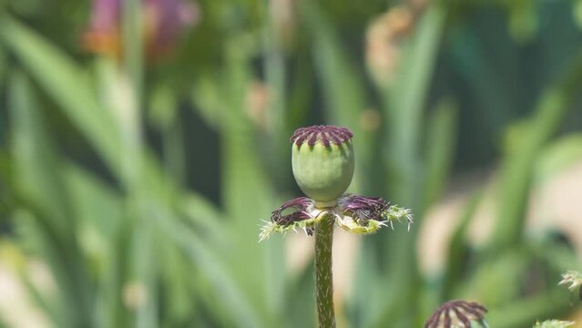 "Poppy Box" Images – Browse 122 Stock Photos, Vectors, and Video ...