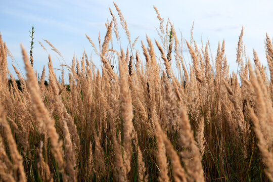 Bushgrass Images – Browse 292 Stock Photos, Vectors, and Video | Adobe ...