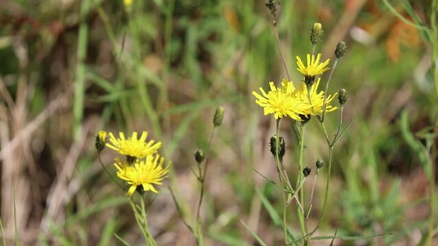 Hawksbeard Bilder – Durchsuchen 330 Archivfotos, Vektorgrafiken und ...