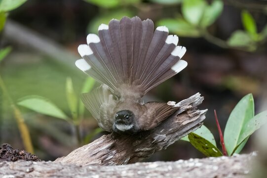 「Fantail」の画像 - 7,771 件の Stock 写真、ベクターおよびビデオ | Adobe Stock