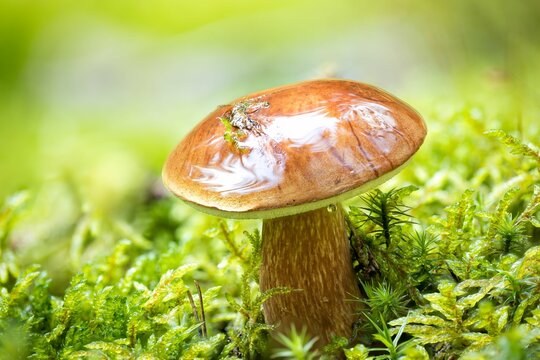 Maronenpilz Bilder – Durchsuchen 3,687 Archivfotos, Vektorgrafiken und ...